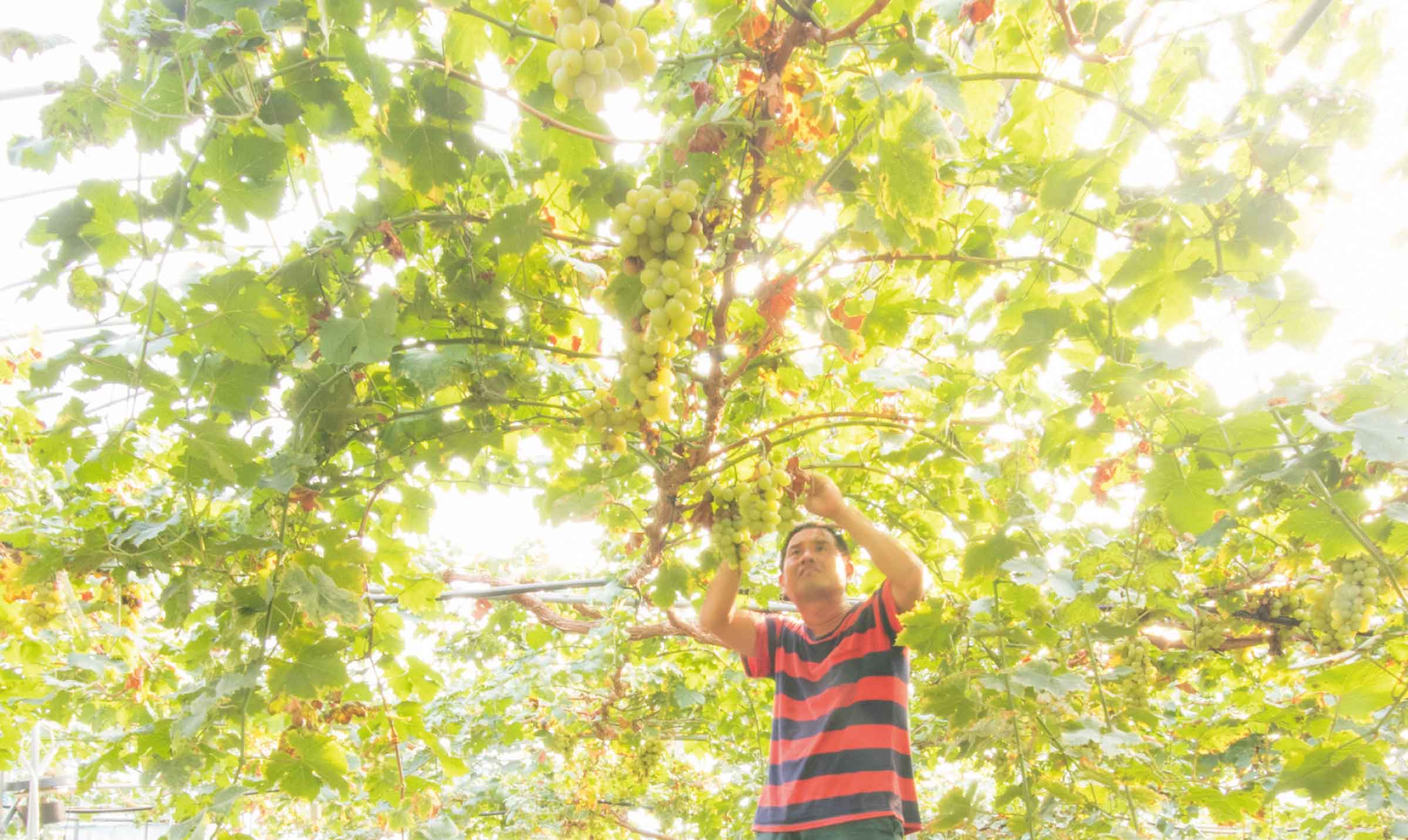 プロフィール｜GRAPE SHIP